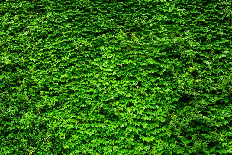 Pose Dun Mur Végétal Intérieur Comment Faire